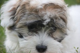 Erstaustattung für Welpen: Shopping für den Hund – Land-und-Kind.de